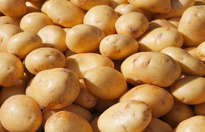 Tomato Research Made Easier For Scientists – GMO SAFETY